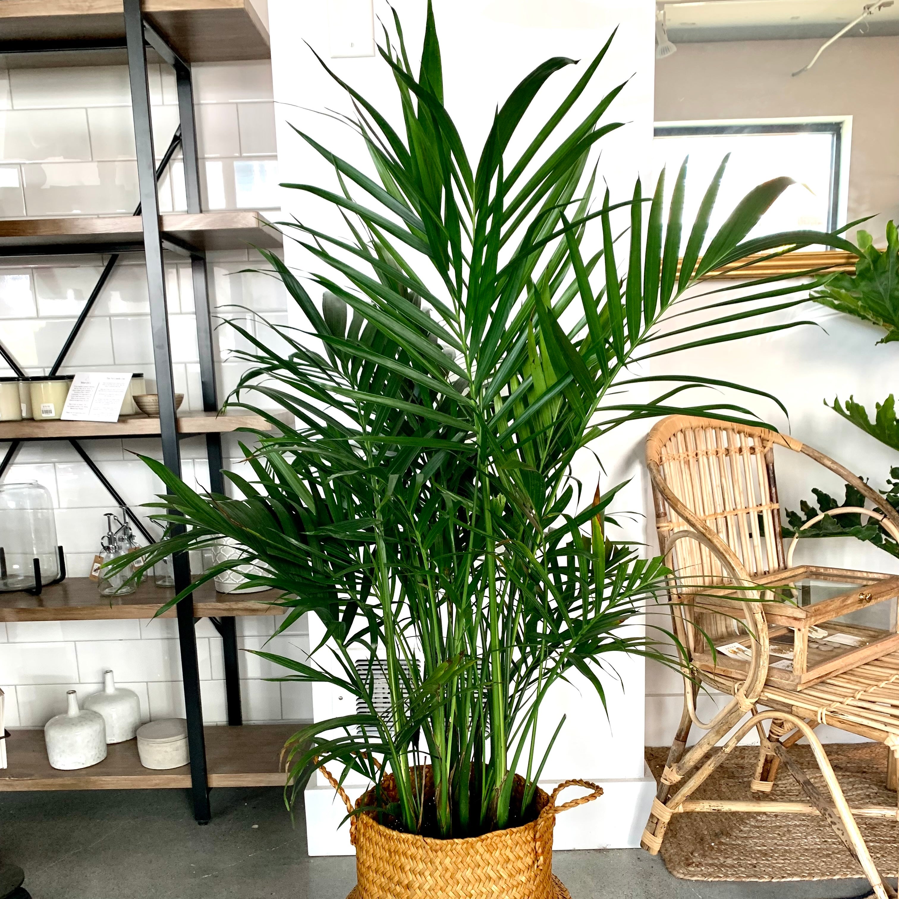 Palms – Forget Me Not- Plants&Decor
