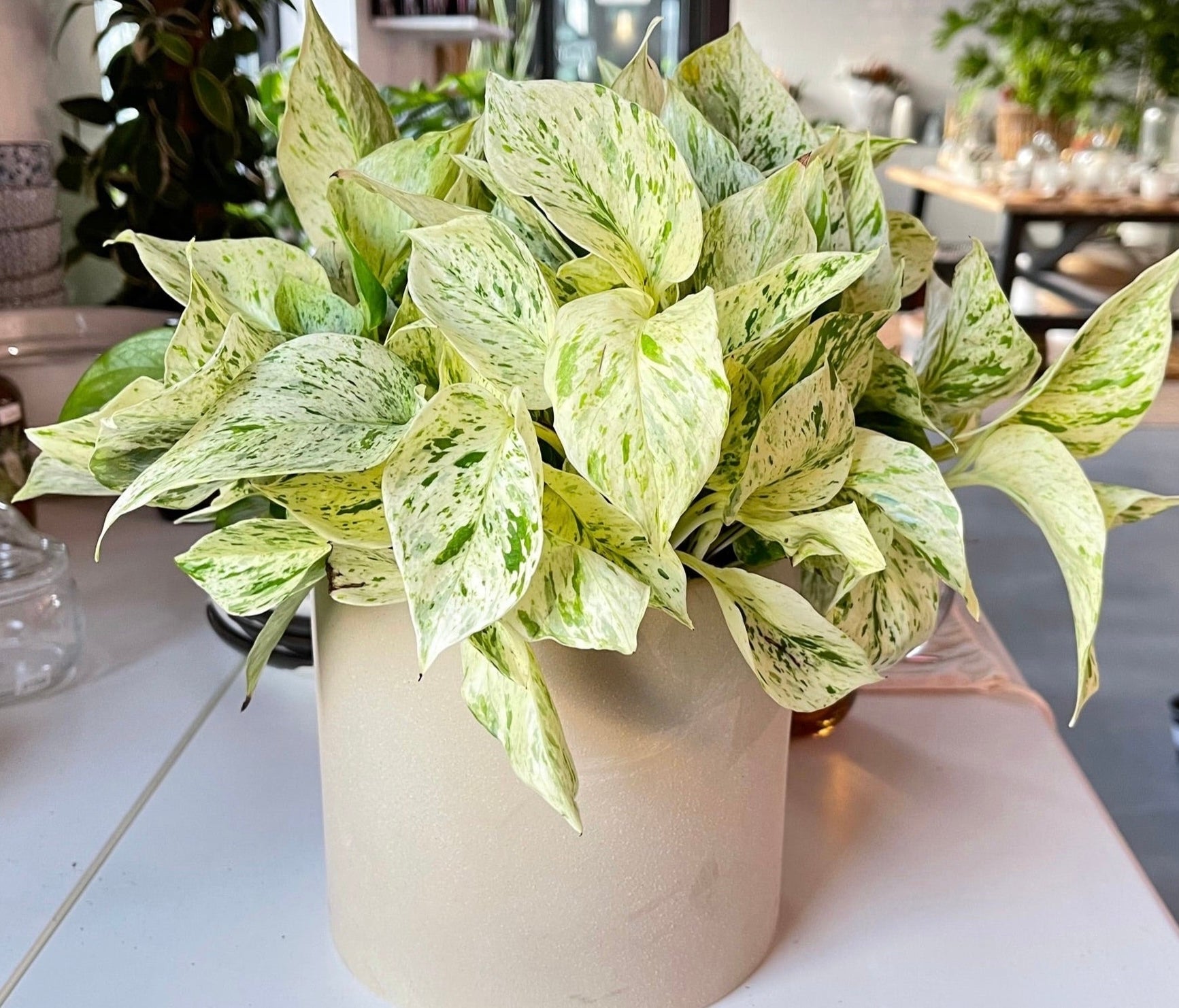 Bright Indirect Light Plants – Forget Me Not- Plants&Decor