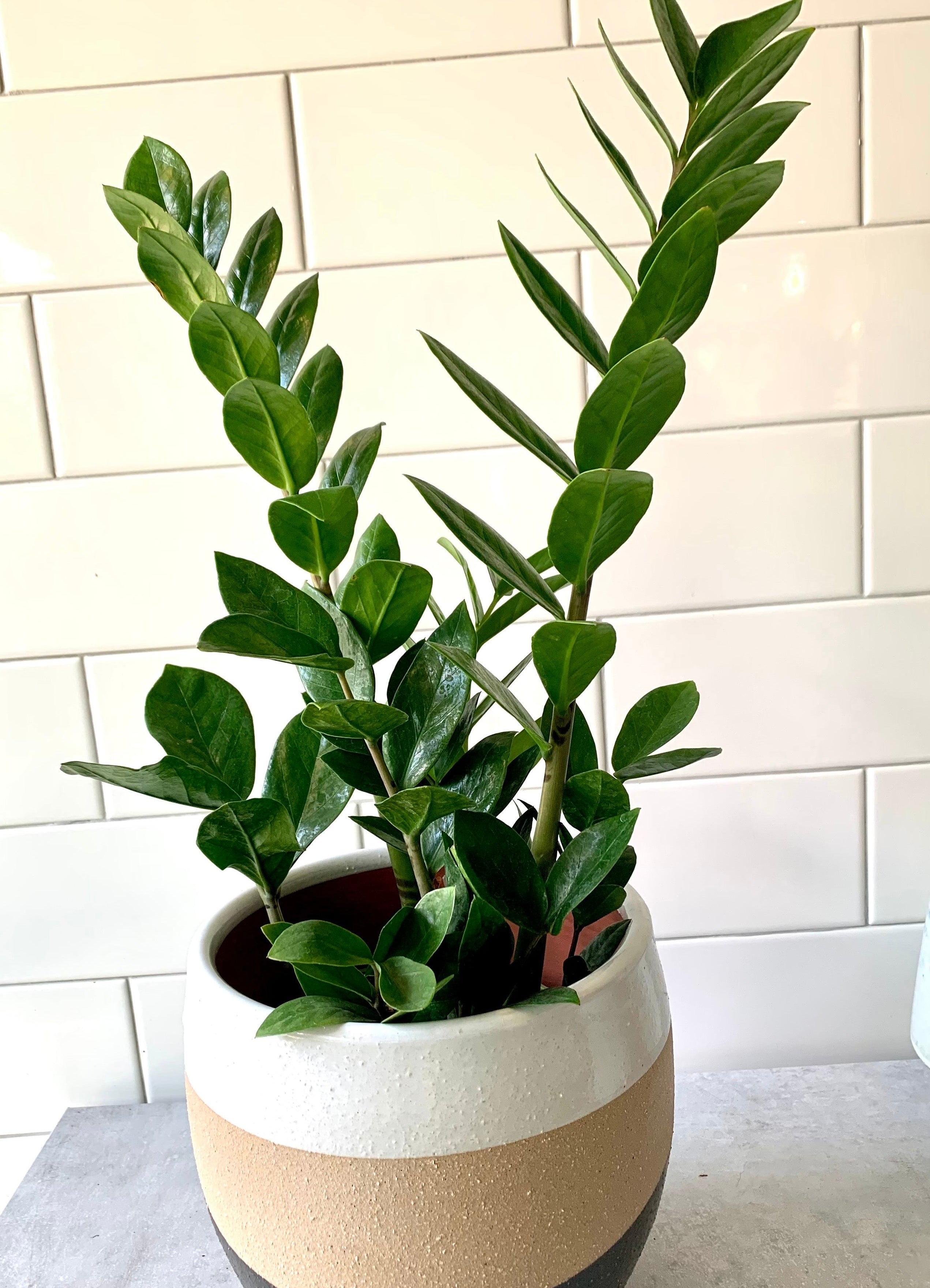 Low Light plants – Forget Me Not- Plants&Decor