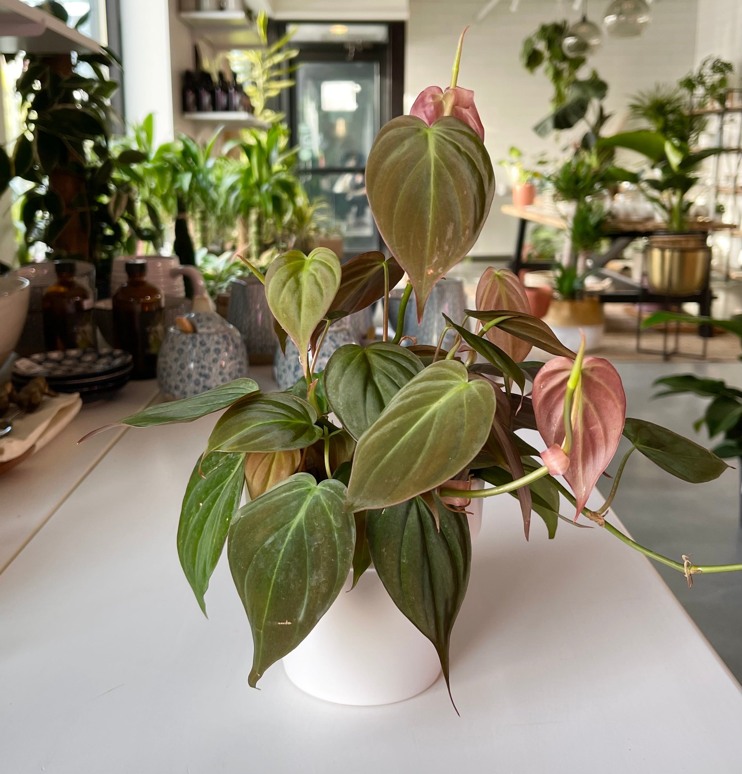 Philodendrons – Forget Me Not- Plants&Decor