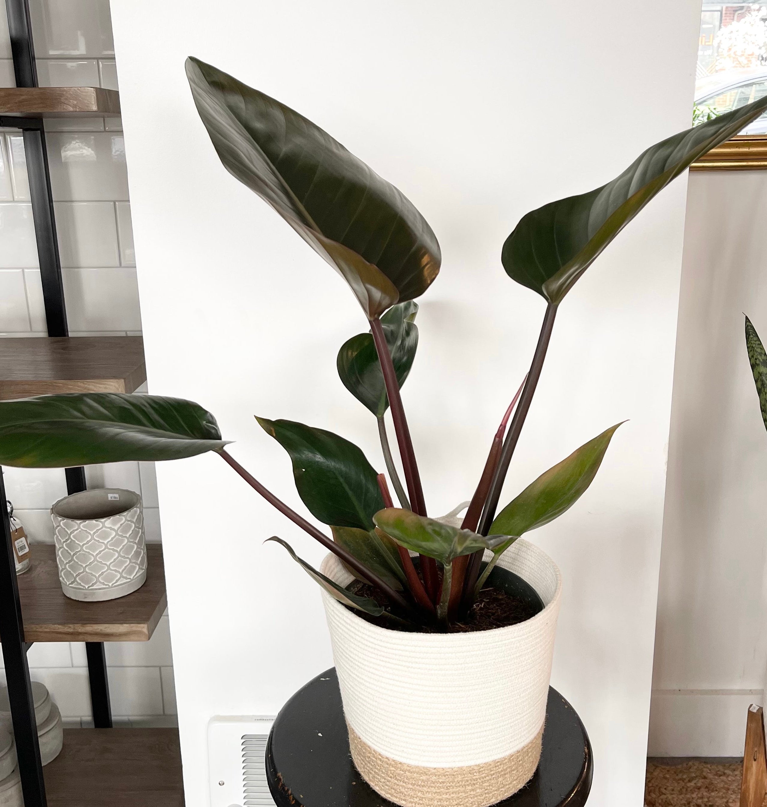 Medium Light Plants – Forget Me Not- Plants&Decor