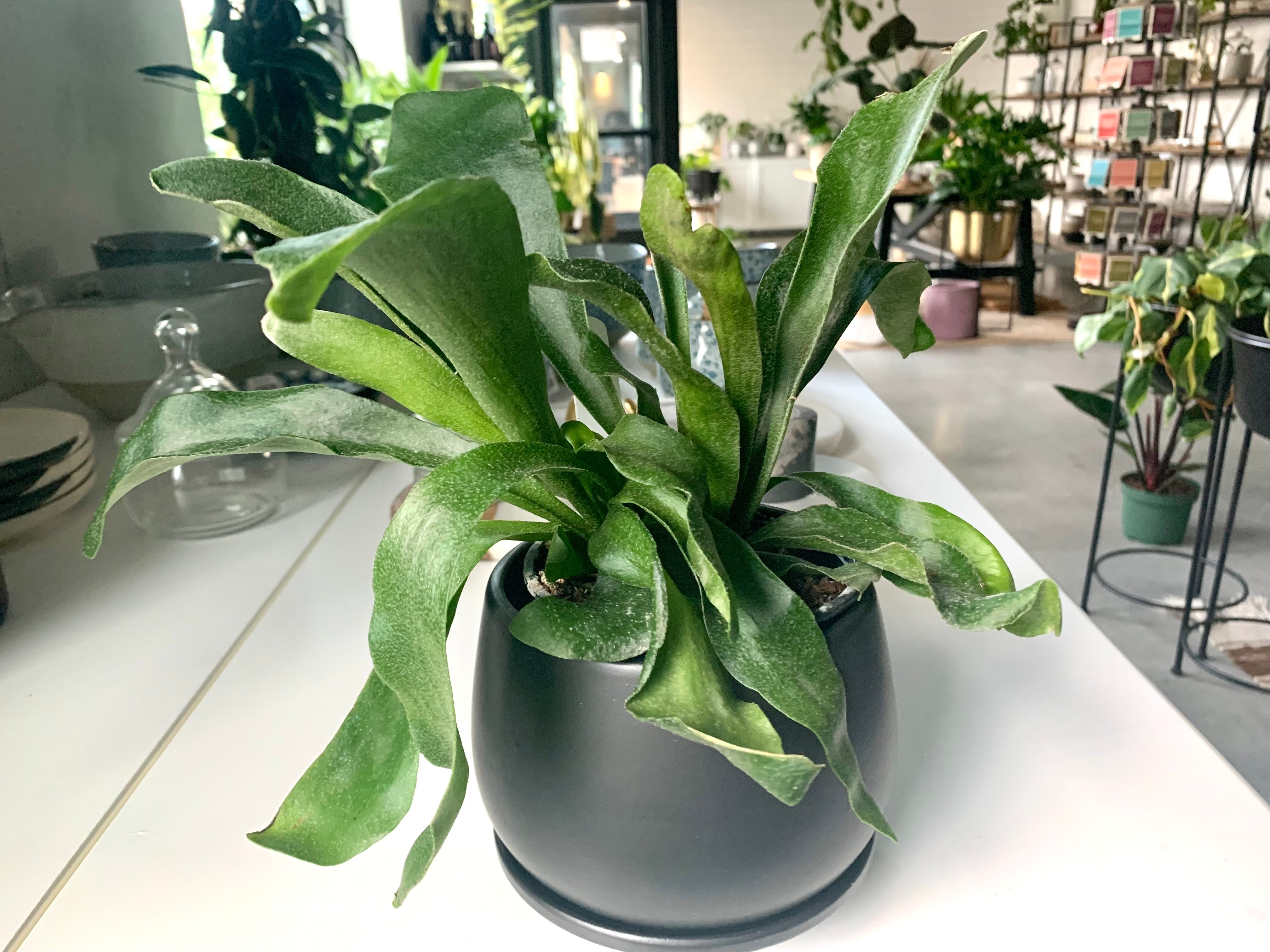 Fern – Forget Me Not- Plants&Decor