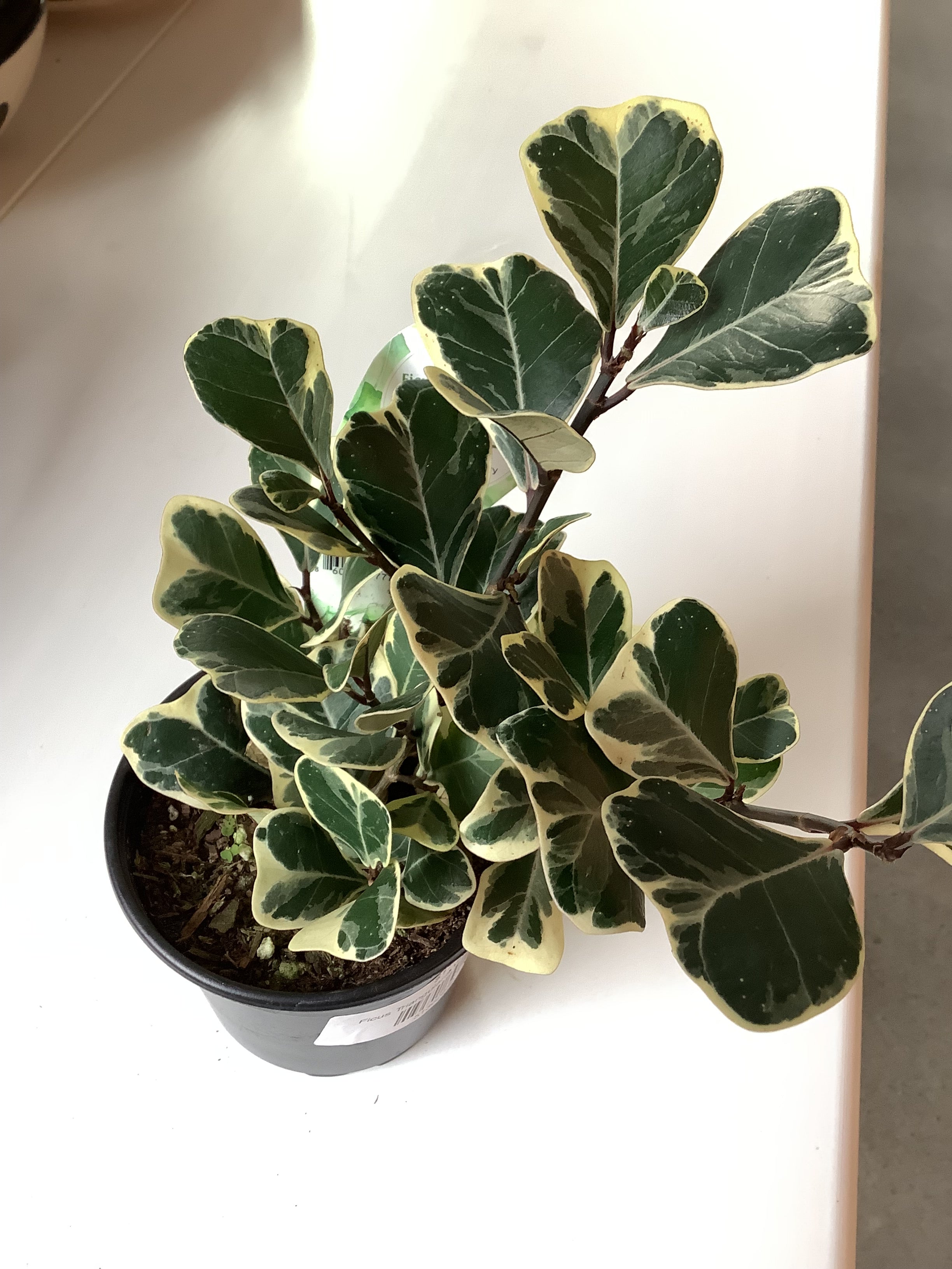 Ficus Triangularis Variegata – Forget Me Not- Plants&Decor