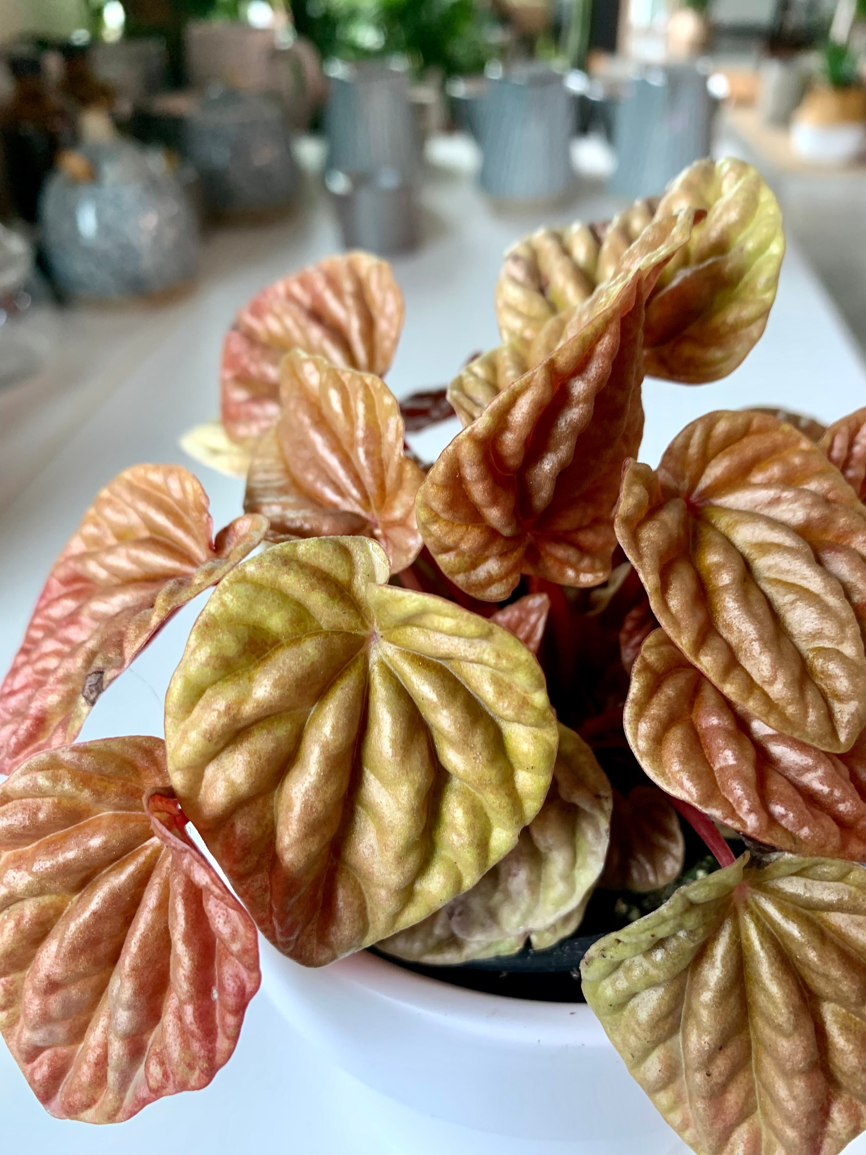 Peperomia| Quito – Forget Me Not- Plants&Decor